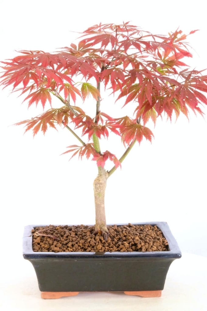 Flame Red Japanese Red Maple Bonsai for sale | Always a favourite