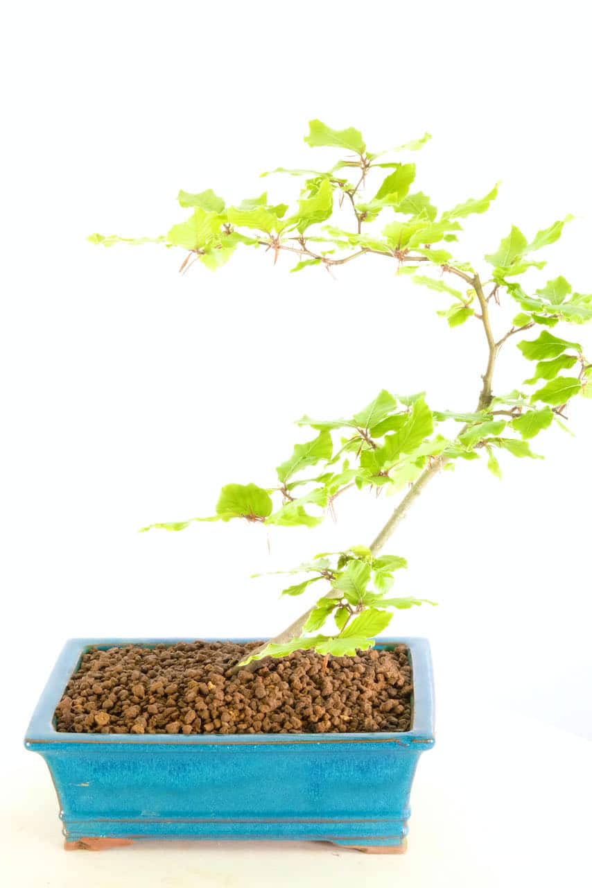 Lovely outdoor beech bonsai (fagus sylvatica) for Sale