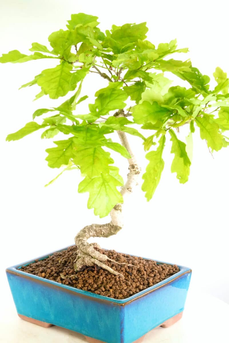 Gorgeous oak tree outdoor bonsai tree for sale to the UK
