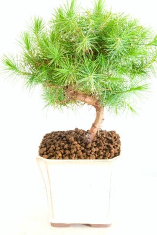 Our Range of Outdoor Bonsai Trees for Sale from Bonsai Direct