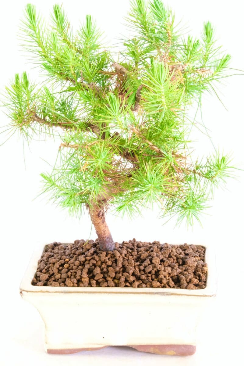 Our Range of Outdoor Bonsai Trees for Sale from Bonsai Direct
