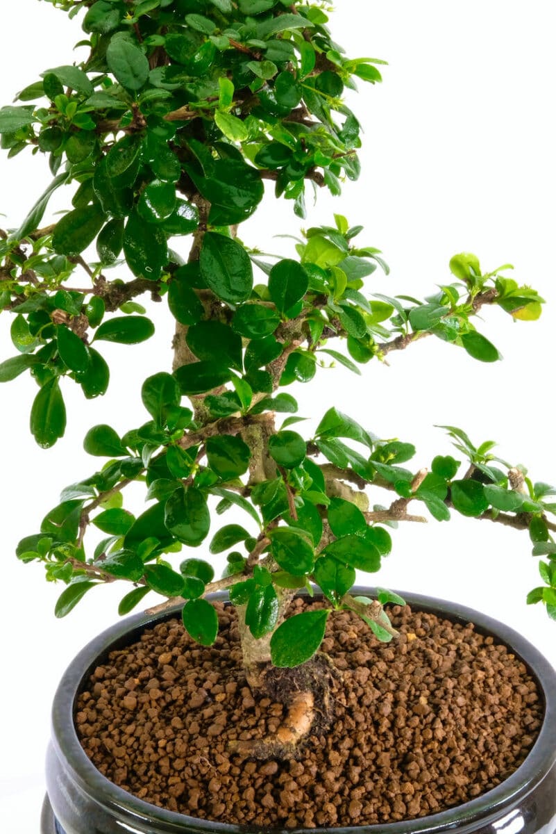 Powerful Large Indoor Tea Tree Bonsai with Green Glossy Foliage