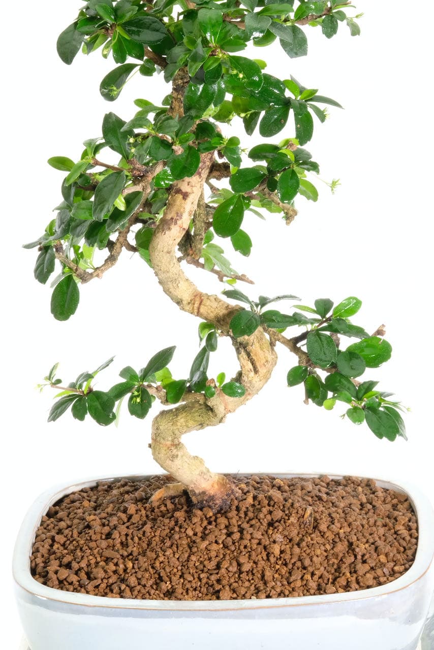Majestic Indoor Tea Tree Bonsai with Twisty Trunk and Great Styling