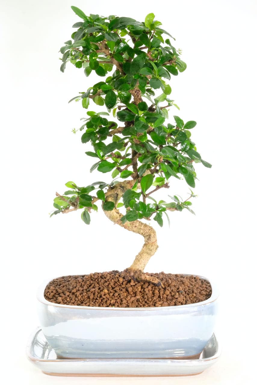 Majestic Indoor Tea Tree Bonsai with Twisty Trunk and Great Styling