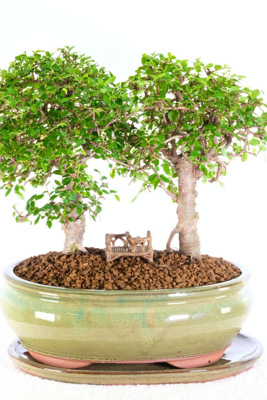 Phenomenal Indoor Chinese Elm Twin Bonsai with Highly Artistic Style