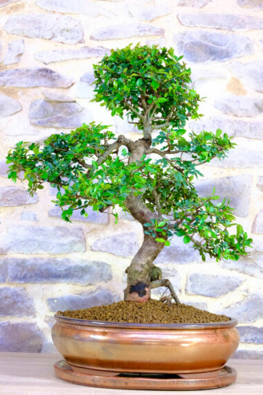 Large / Big Bonsai Trees - Best bonsai trees and miniature trees