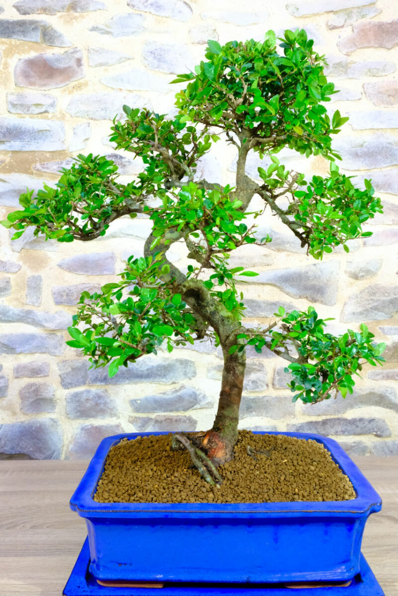 Trees Dallas Chinese Elm Bonsai Tree – S-Trunk Style In Blue Ceramic ...