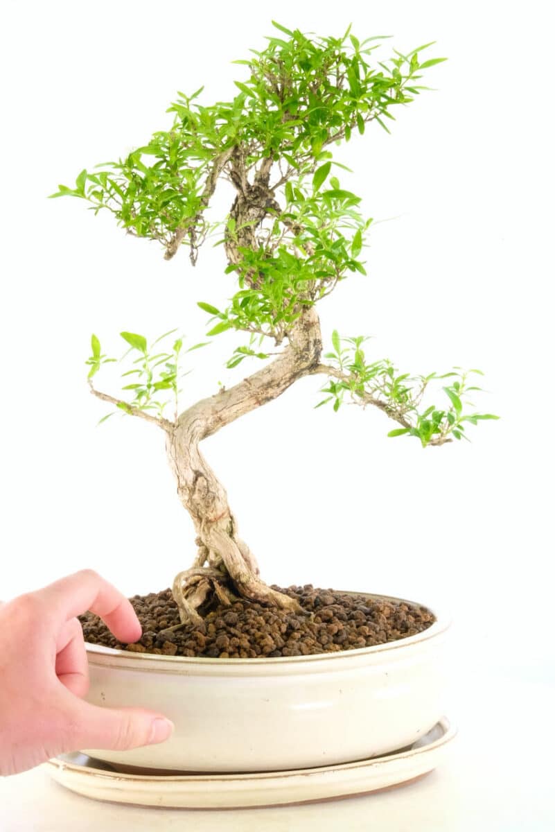 Elegant Tree of a Thousand Stars Bonsai with Small White Flowers.