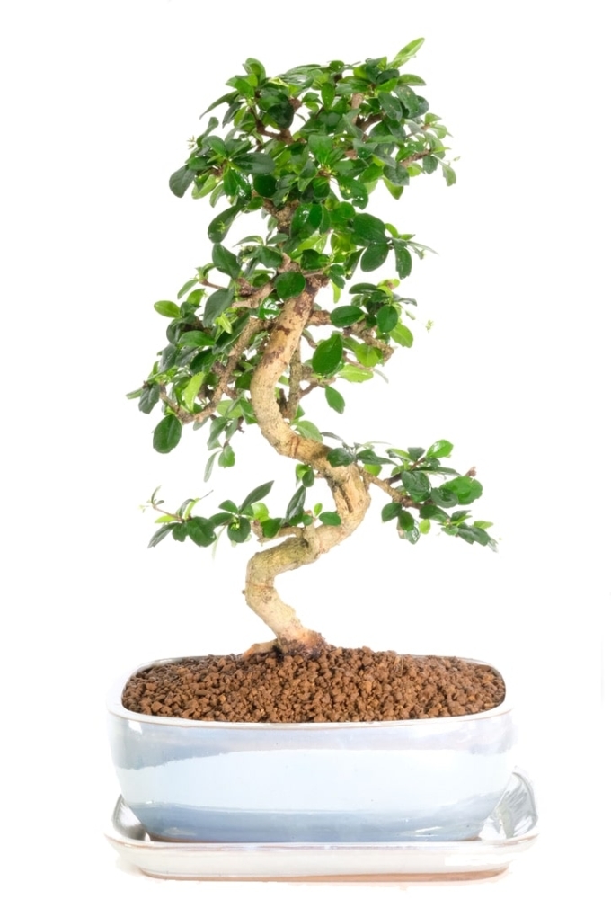 Majestic Indoor Tea Tree Bonsai with Twisty Trunk and Great Styling