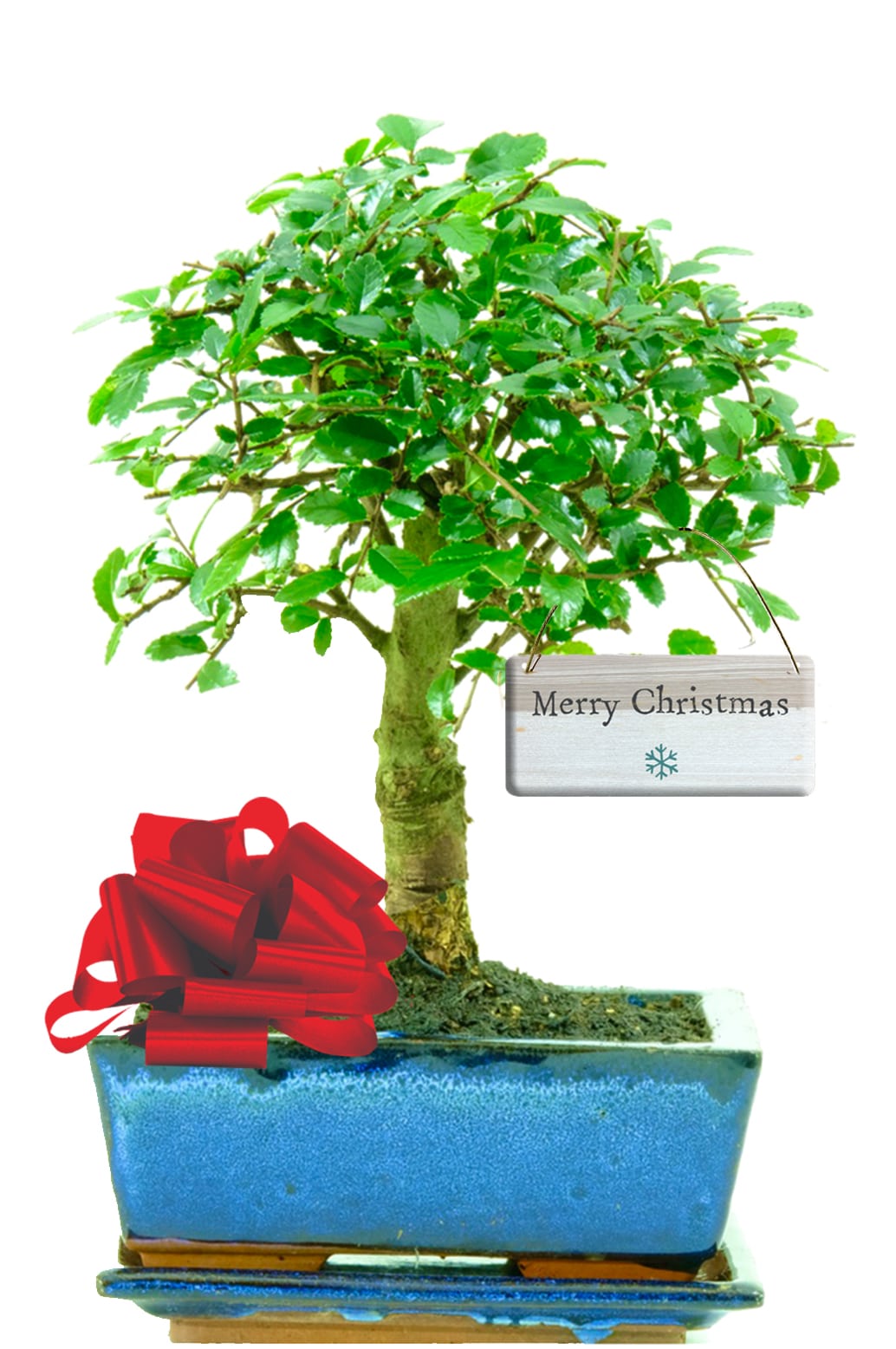 Christmas Present - Cute Woodland Style Beginners Indoor Bonsai