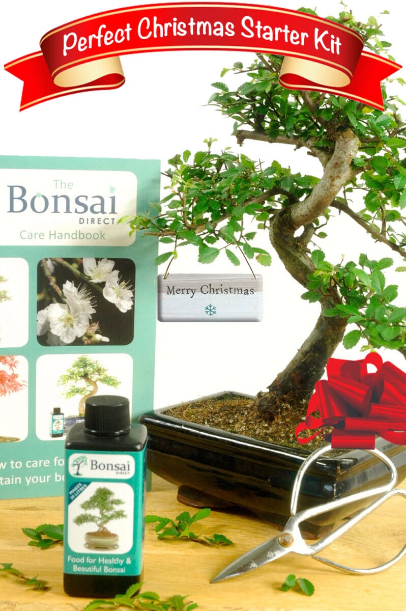 Christmas Plant Gifts | Bonsai Tree Gift Christmas Presents