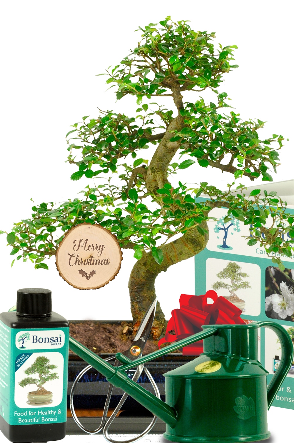 Eco-Friendly Christmas Gift | Ultimate Large Beginners Bonsai Kit
