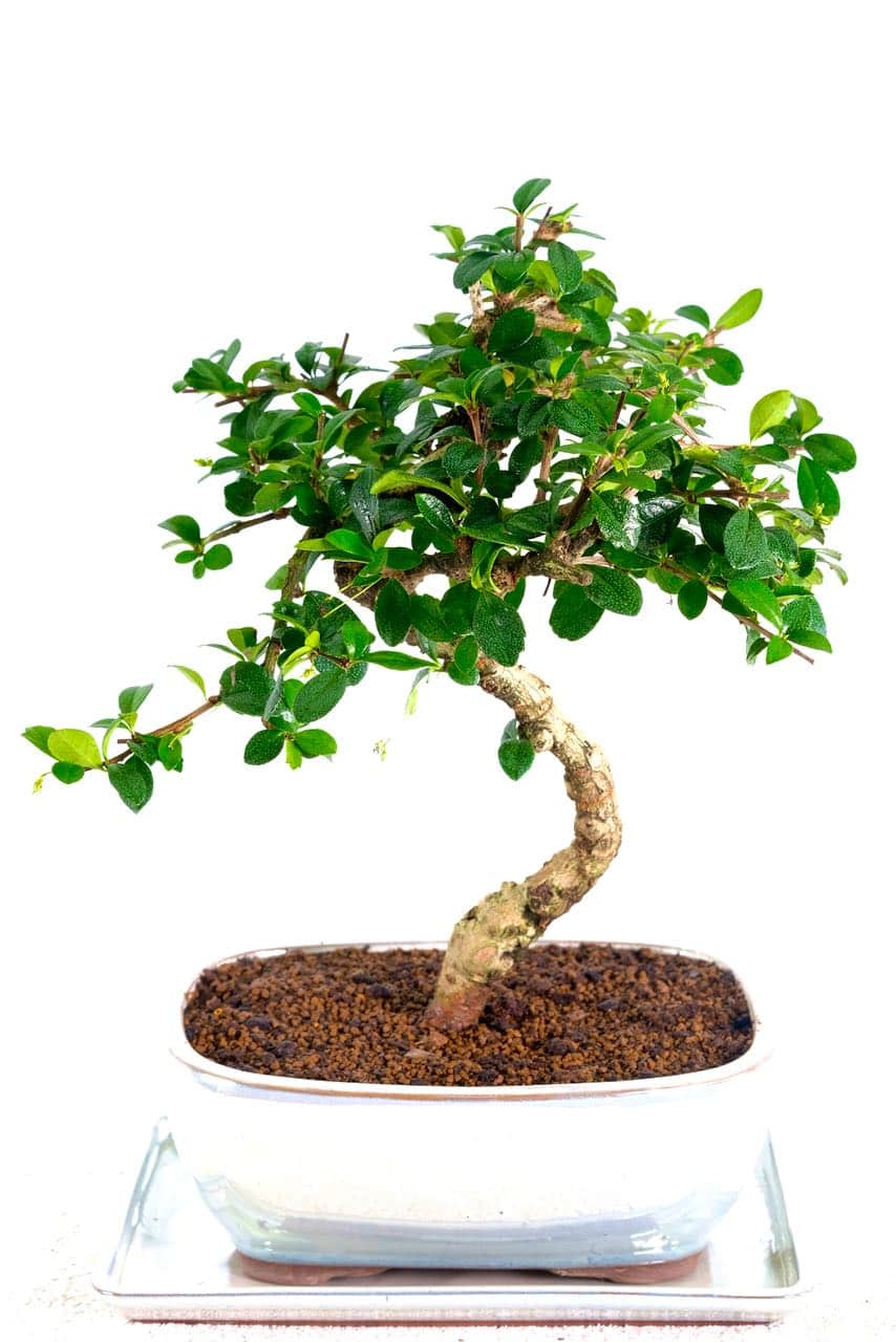 Fukien Tea Tree Bonsai with Stunning Deign in Pearlescent Pot