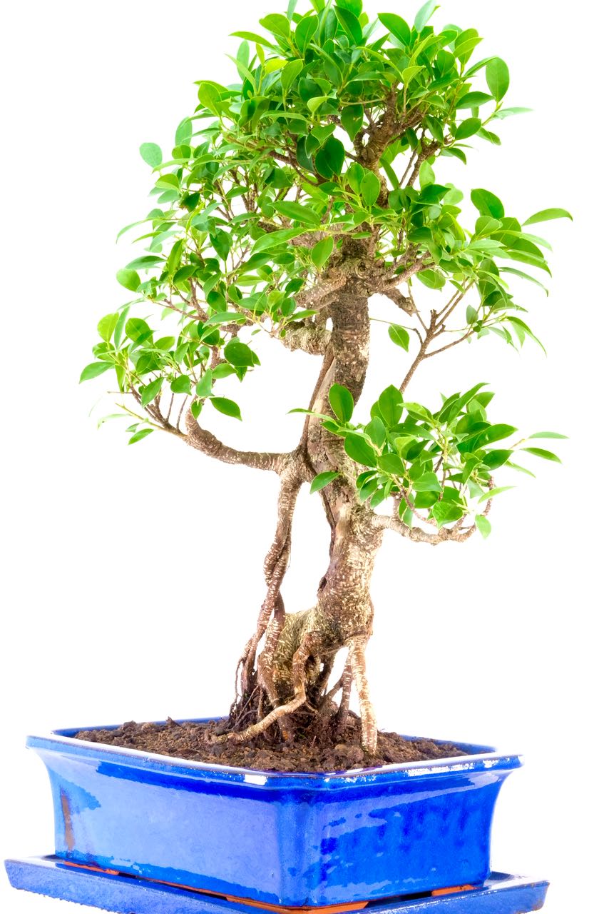 Beautiful Indoor Ficus Bonsai Tree For Sale UK - Perfect For Beginners!