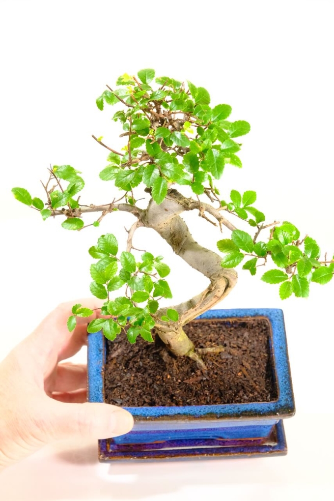 Stylish Dwarf Chinese Elm Bonsai with Powerful Twisty Trunk