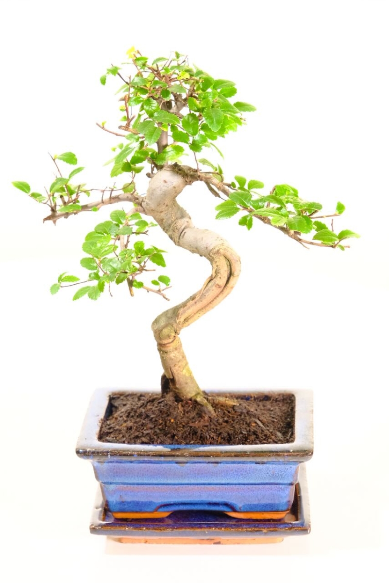 JANUARY BONSAI TREE SALE | Bargain Bonsai | Shop Now