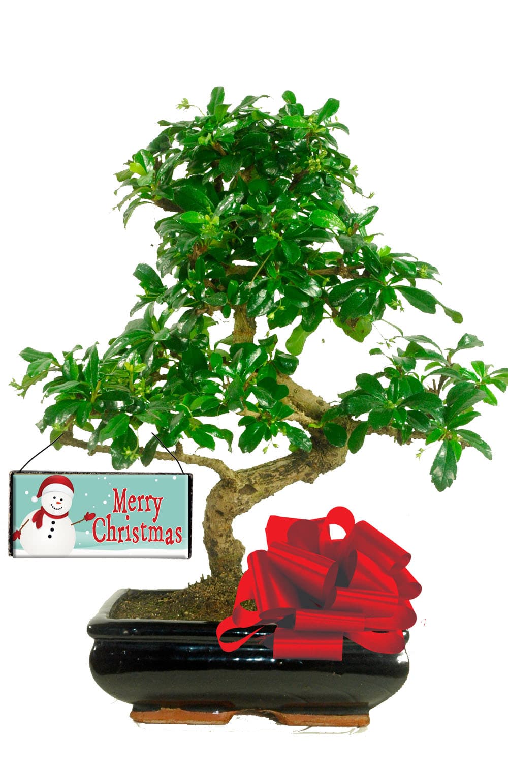 Unique Christmas Gifts - Flowering Indoor Tea Tree Bonsai Gift