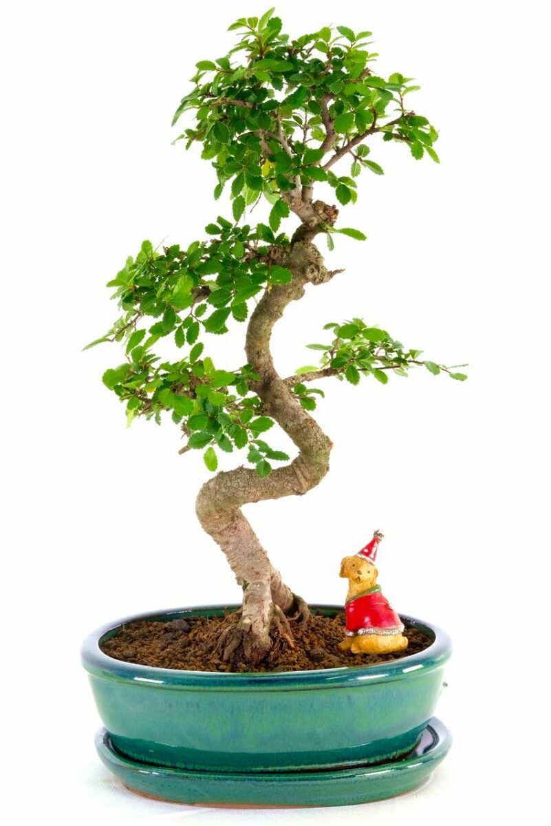 Eye-Catching Slender Character Indoor Bonsai with forked roots