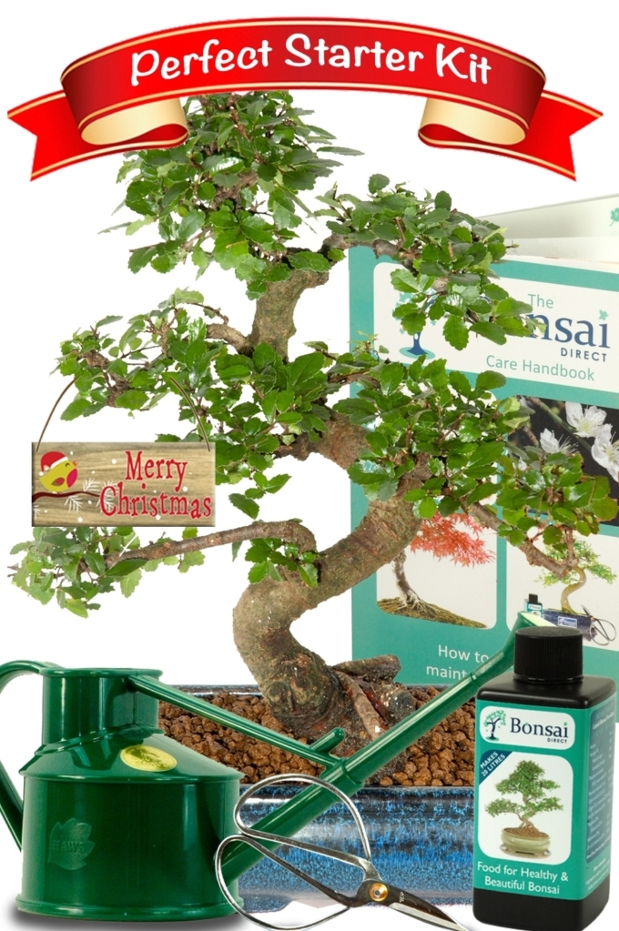 Christmas Plant Gift - The Ultimate Chinese Elm Bonsai Starter Kit