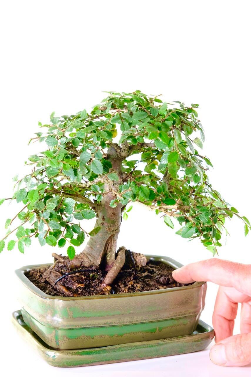 Dwarf Chinese Elm Indoor Bonsai - Superb Styling UK