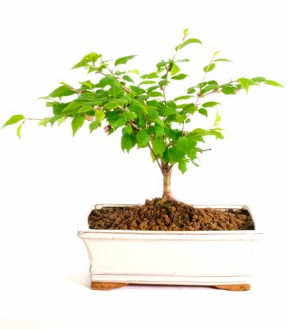 Flowering Cherry Blossom Outdoor Bonsai with Zig Zag Branches UK