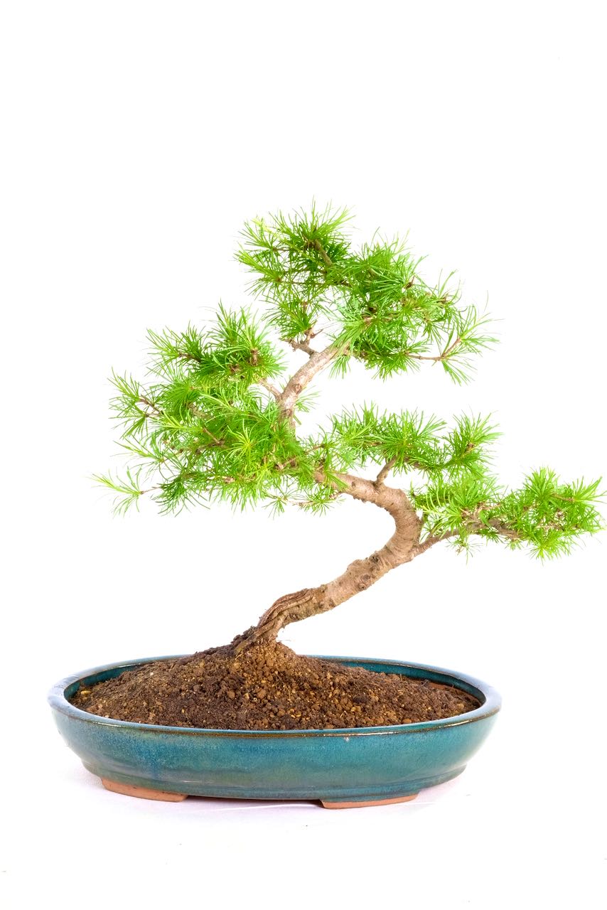 Beautiful Larch Larix bonsai for sale in teal green pot