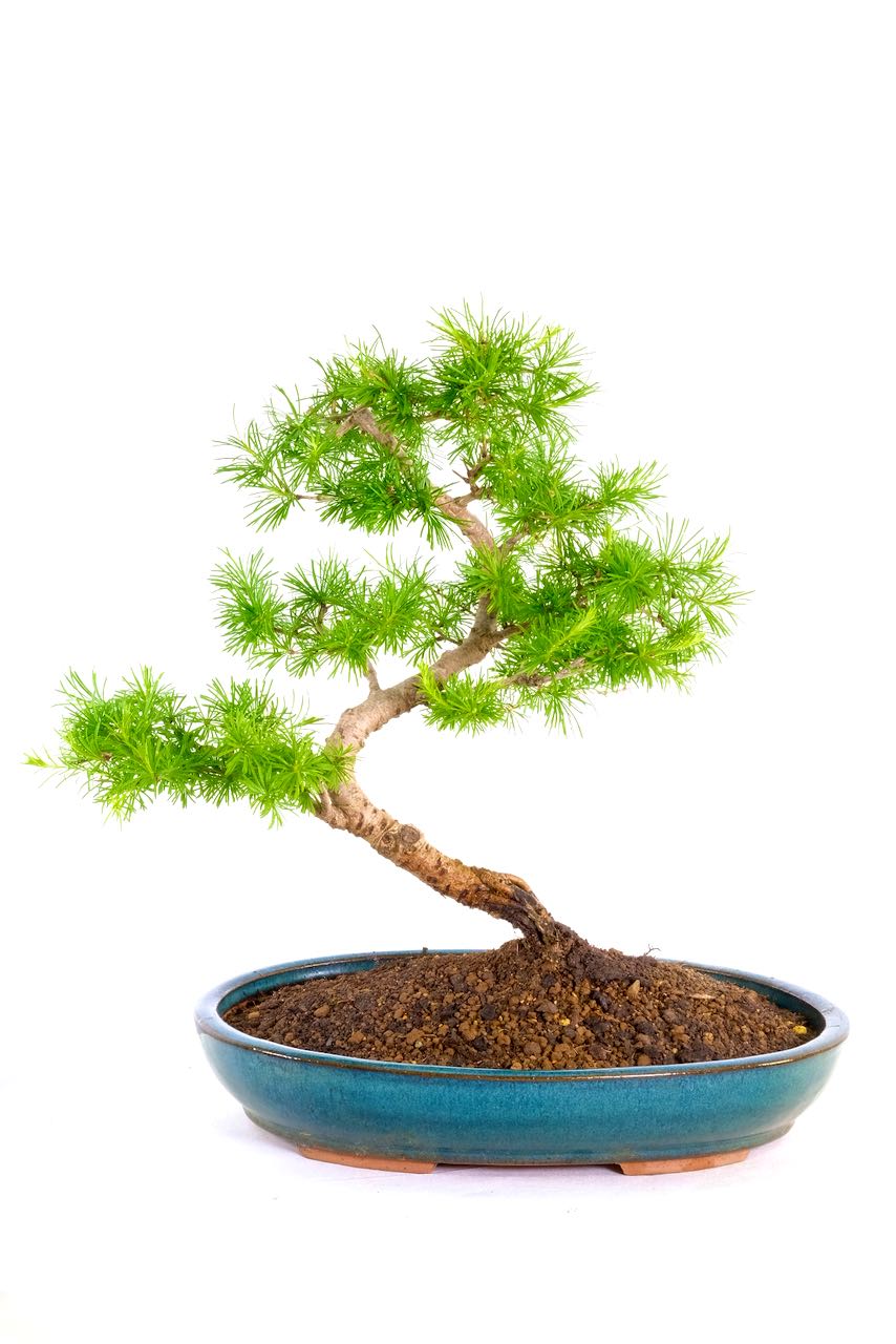 Beautiful Larch Larix bonsai for sale in teal green pot