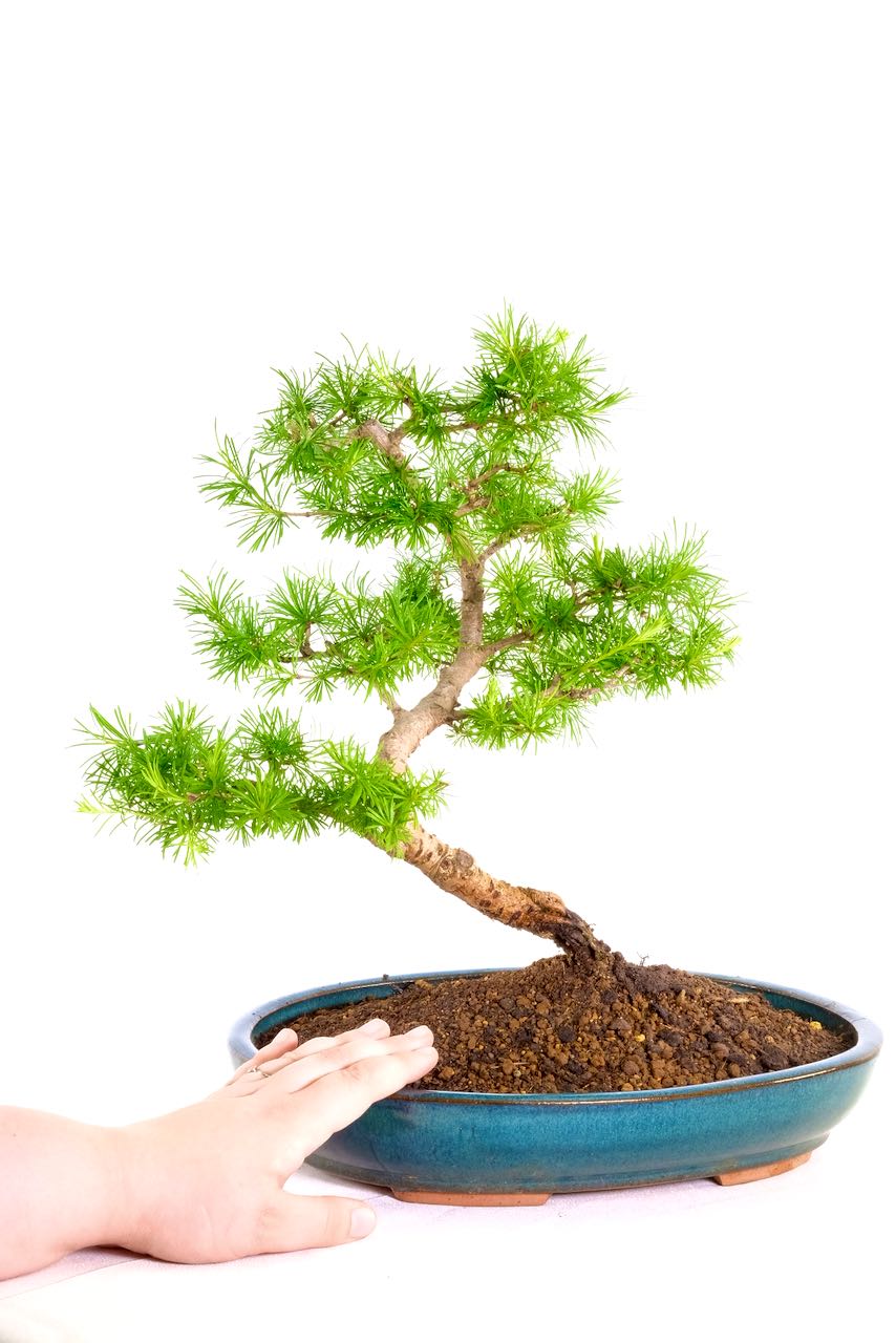 Beautiful Larch Larix bonsai for sale in teal green pot