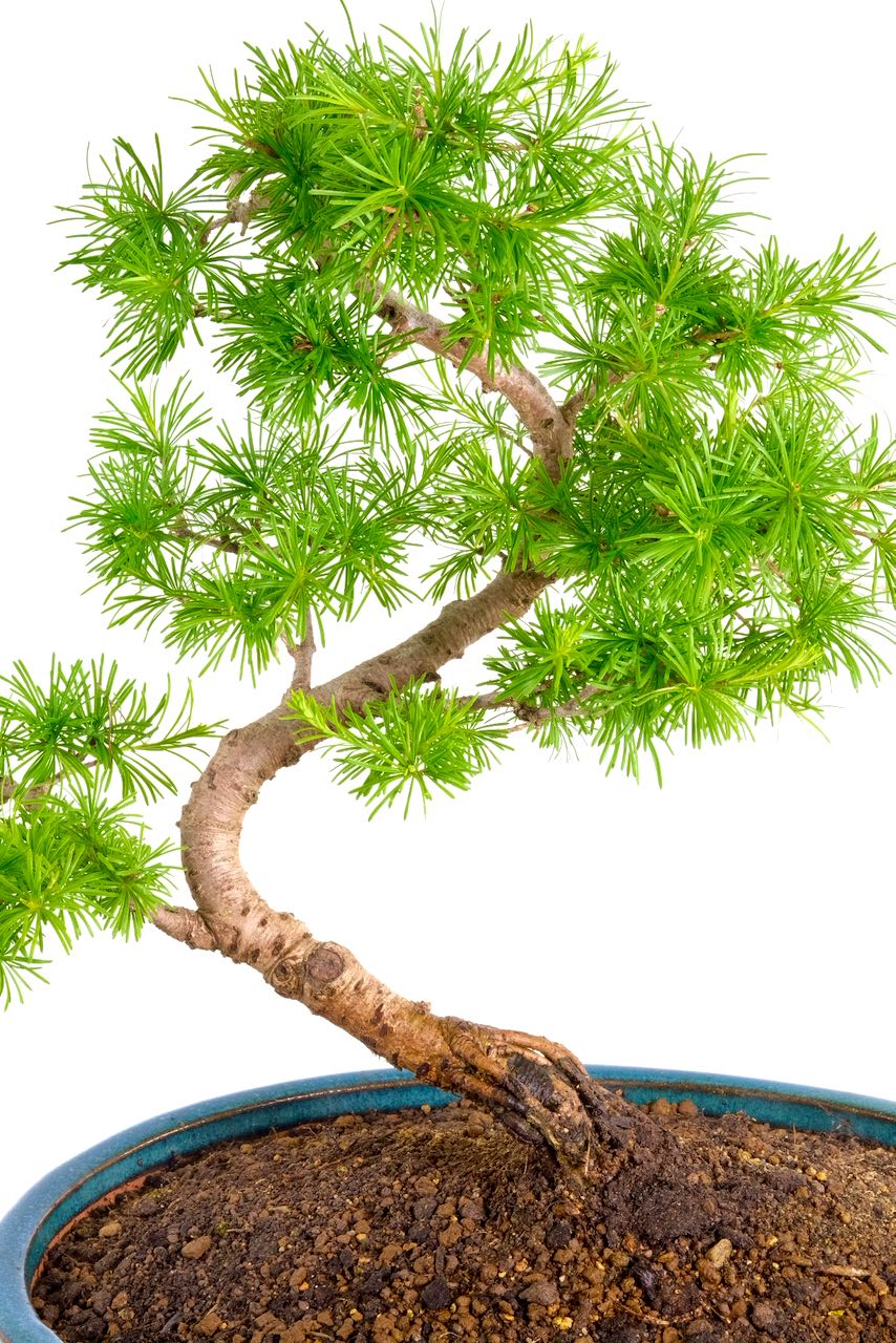 Beautiful Larch Larix bonsai for sale in teal green pot