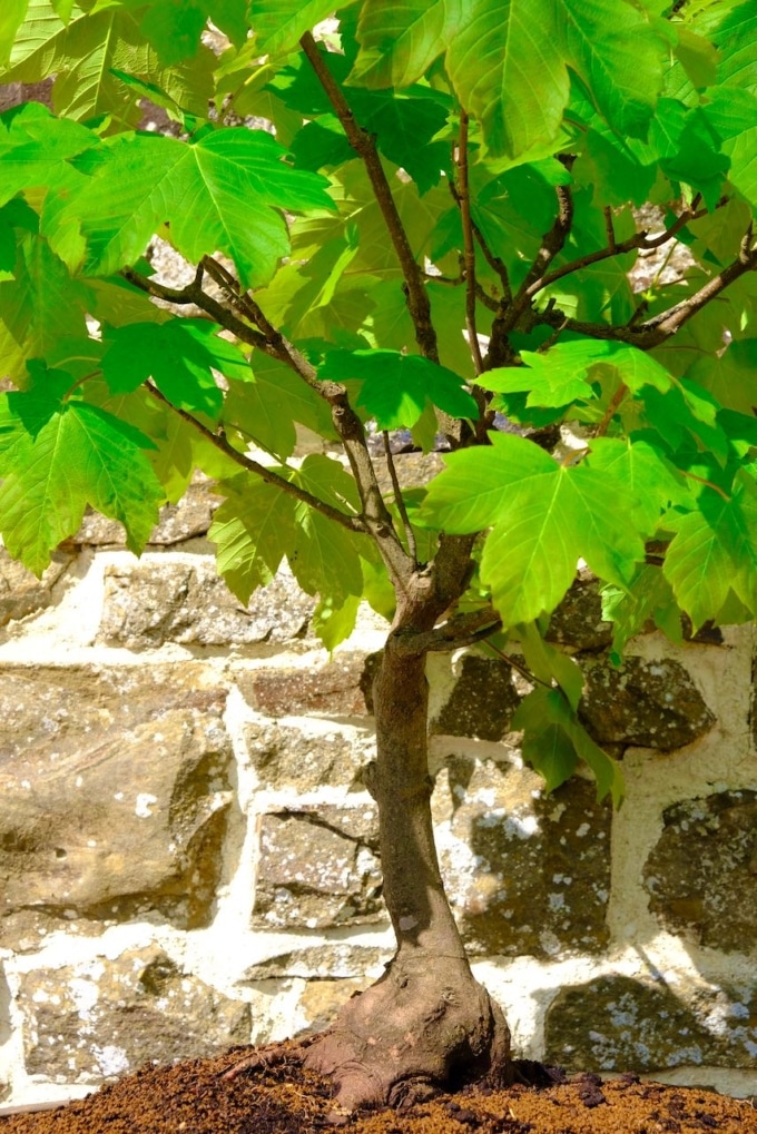 Sycamore Bonsai - Hugh Specimen Acer pseudoplatanus 35yrs