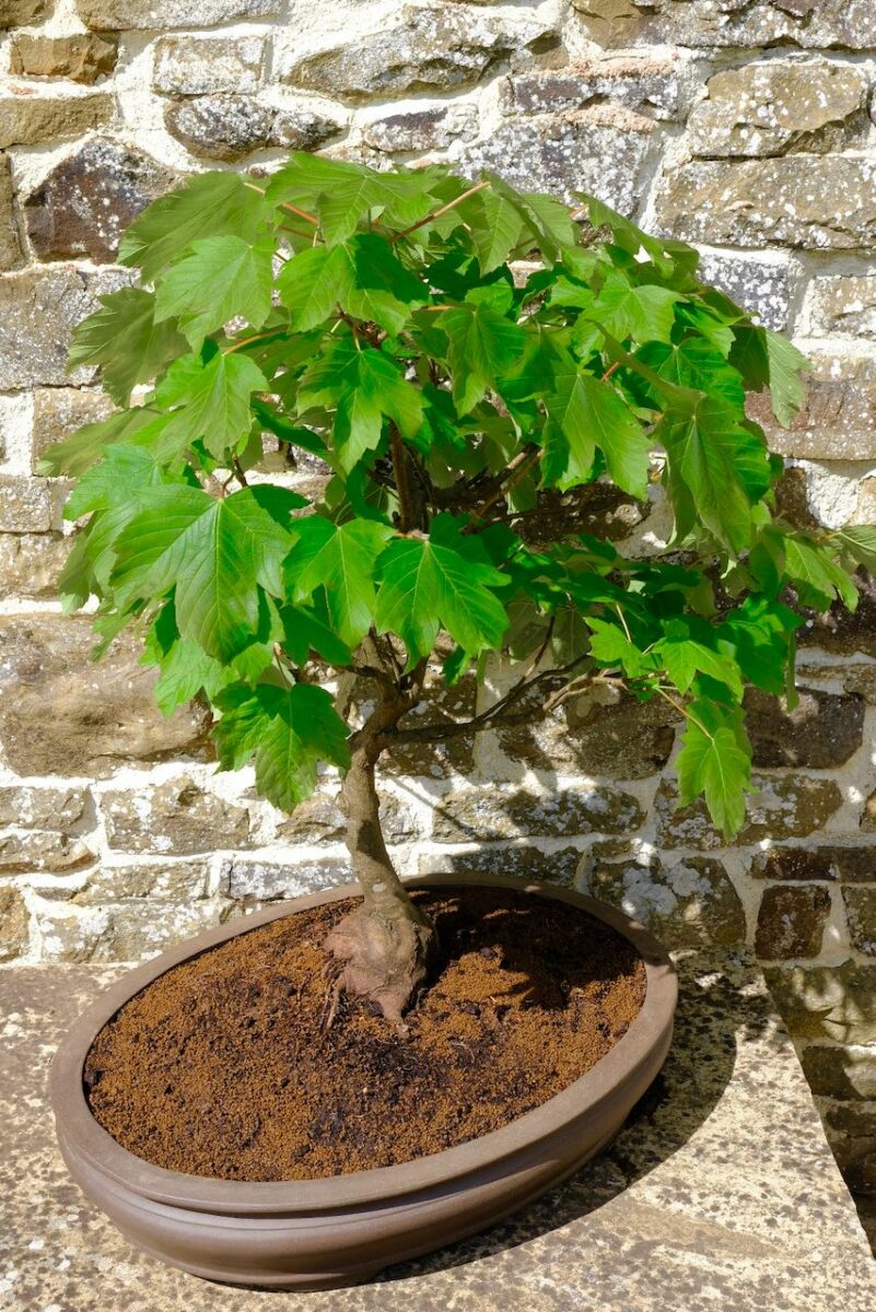 Sycamore Bonsai - Hugh Specimen Acer pseudoplatanus 35yrs