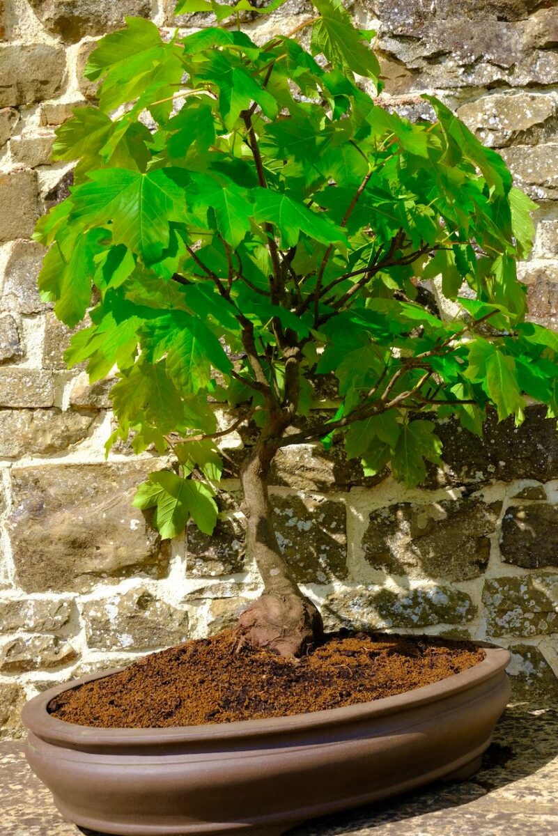 Sycamore Bonsai - Hugh Specimen Acer pseudoplatanus 35yrs