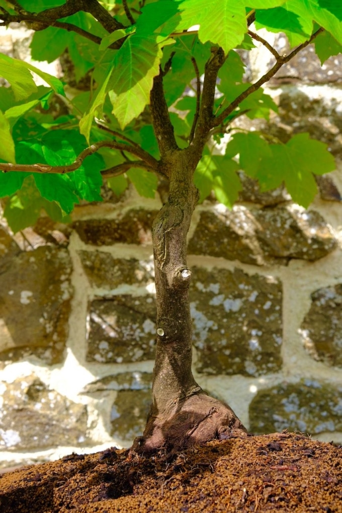Sycamore Bonsai - Hugh Specimen Acer pseudoplatanus 35yrs