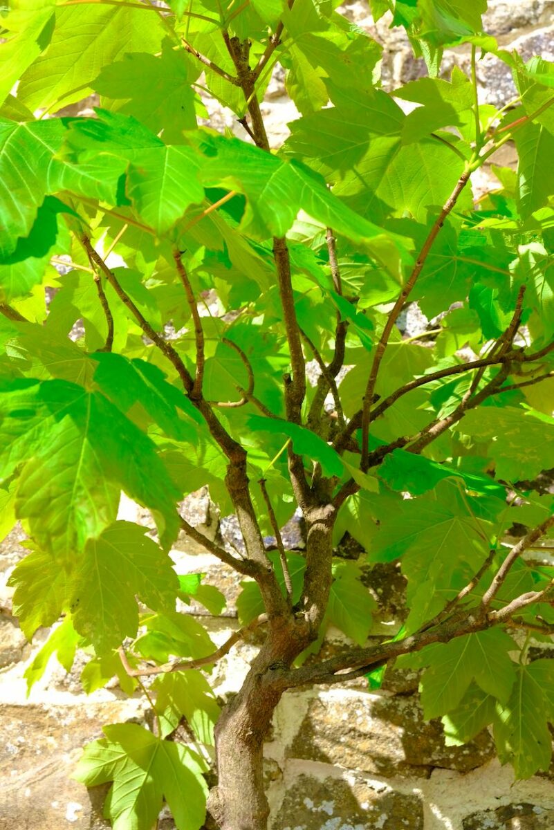 Sycamore Bonsai - Hugh Specimen Acer pseudoplatanus 35yrs
