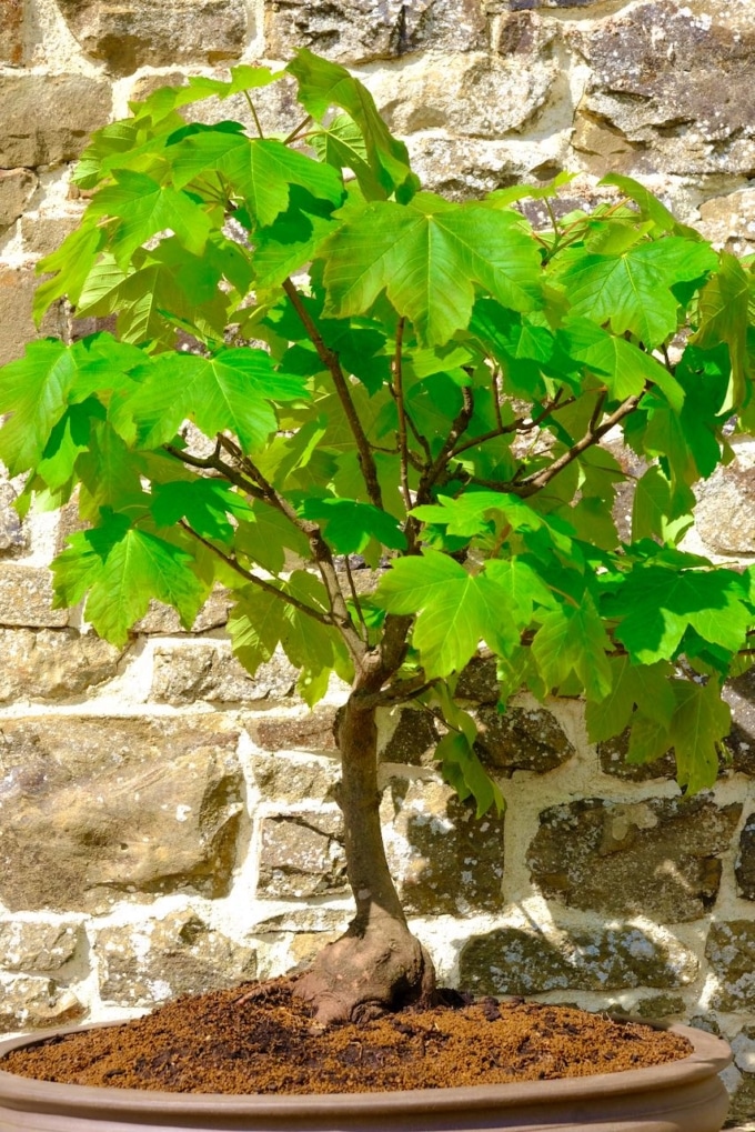 Sycamore Bonsai - Hugh Specimen Acer pseudoplatanus 35yrs