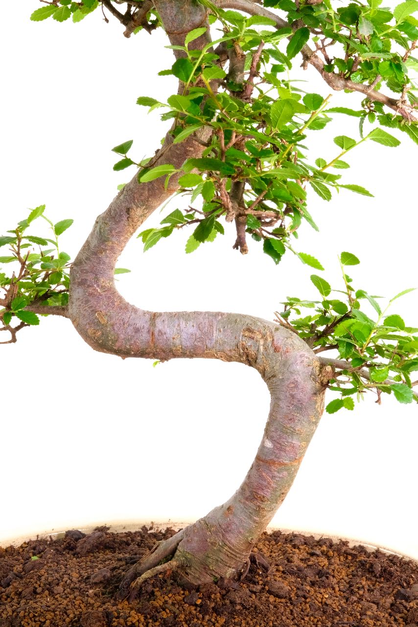 Exemplary Large Chinese Elm Bonsai with Phenomenal Trunk Flow UK