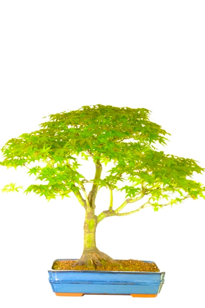 Specimen Formal Upright Japanese Maple Bonsai (Acer palmatum)