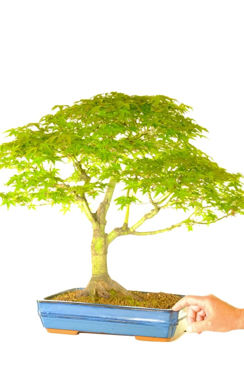 Specimen Formal Upright Japanese Maple Bonsai (Acer palmatum)