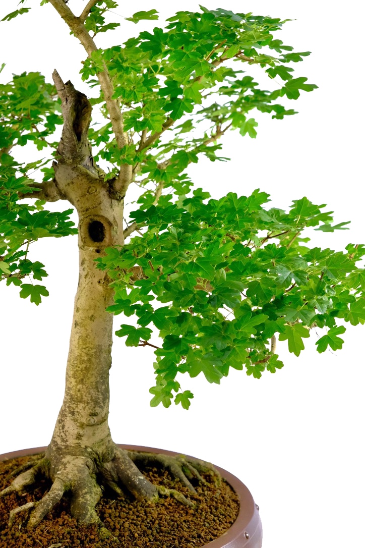 Massive Field Maple or English Maple with lovely autumnal foliage colours