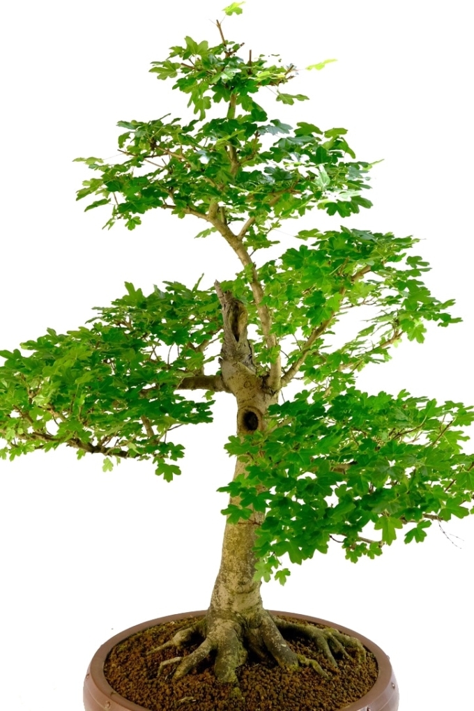 Massive Field Maple or English Maple with lovely autumnal foliage colours