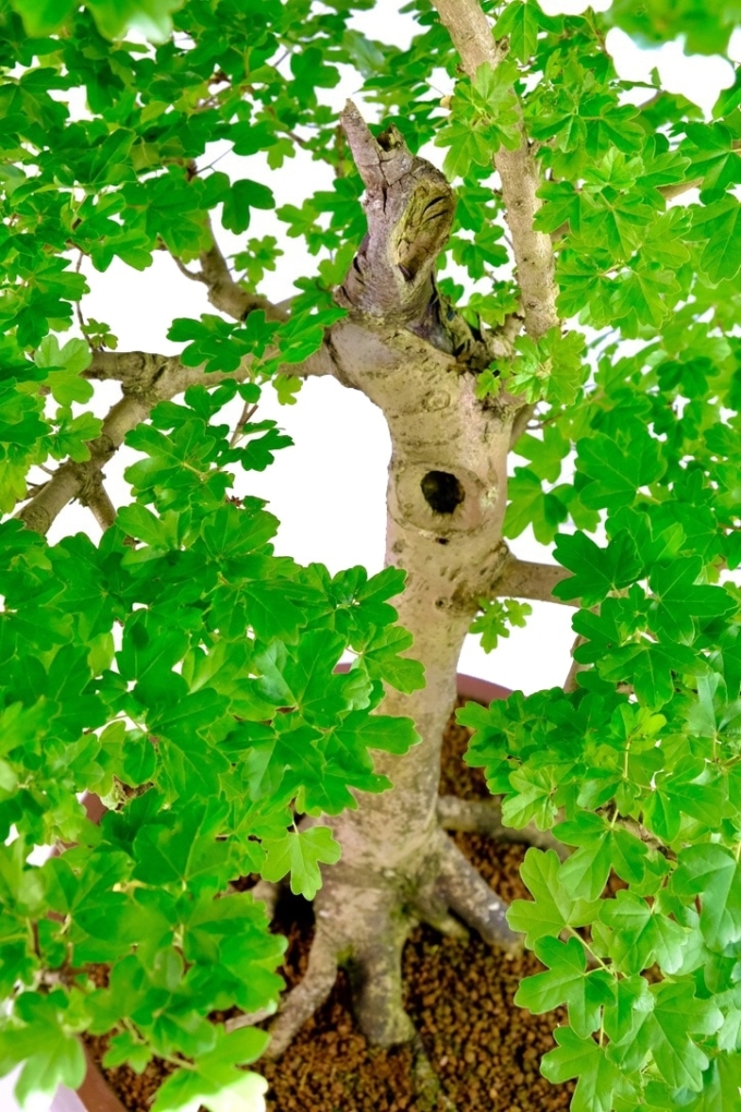 Massive Field Maple or English Maple with lovely autumnal foliage colours