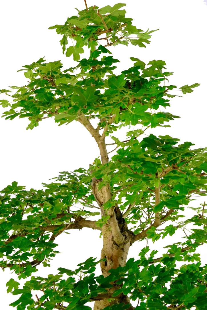 Massive Field Maple or English Maple with lovely autumnal foliage colours