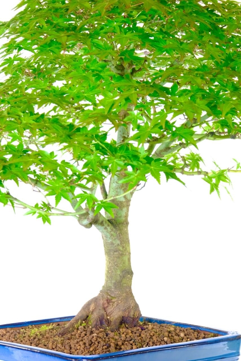Specimen Formal Upright Japanese Maple Bonsai (Acer palmatum)