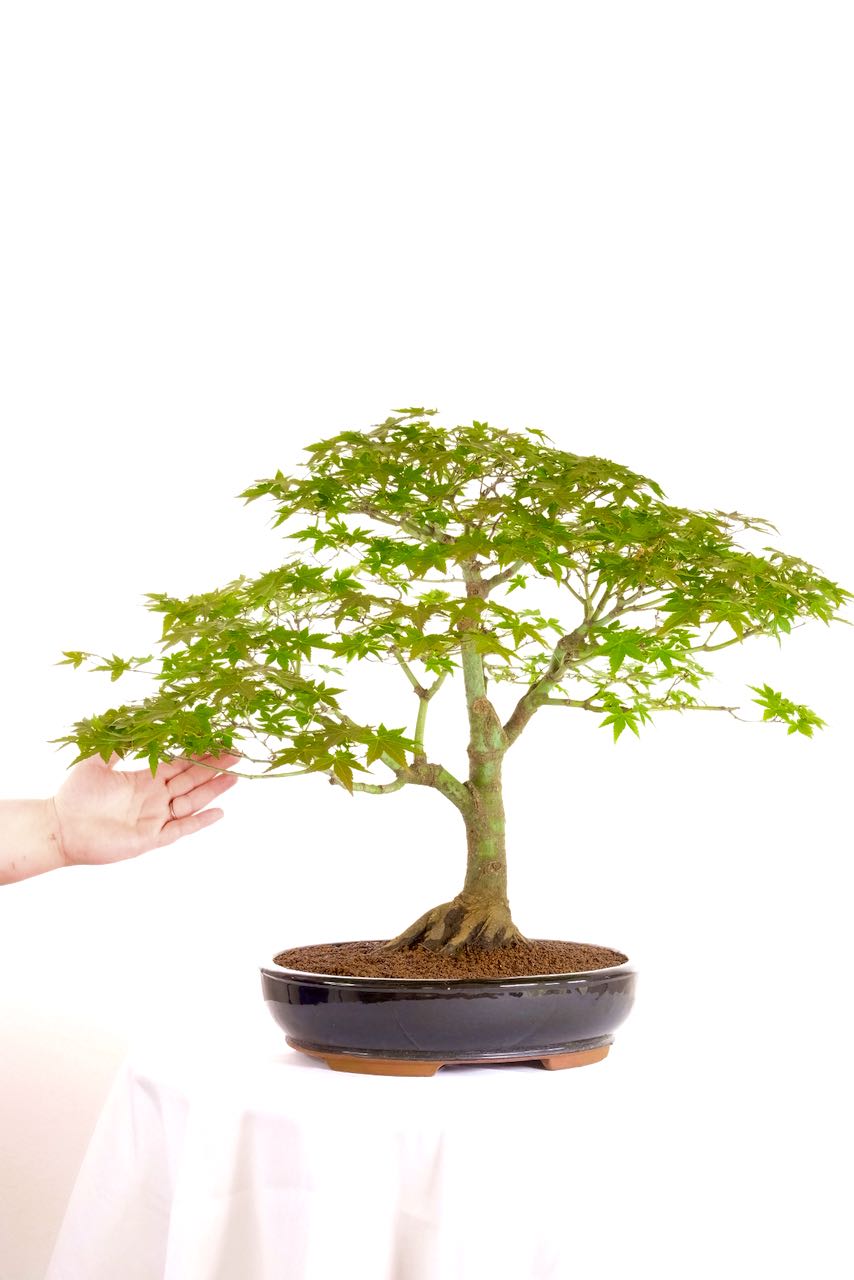 Specimen Formal Upright Japanese Maple Bonsai (Acer palmatum)