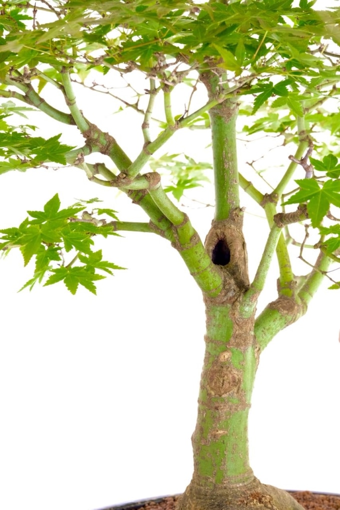 Specimen Formal Upright Japanese Maple Bonsai (Acer palmatum)