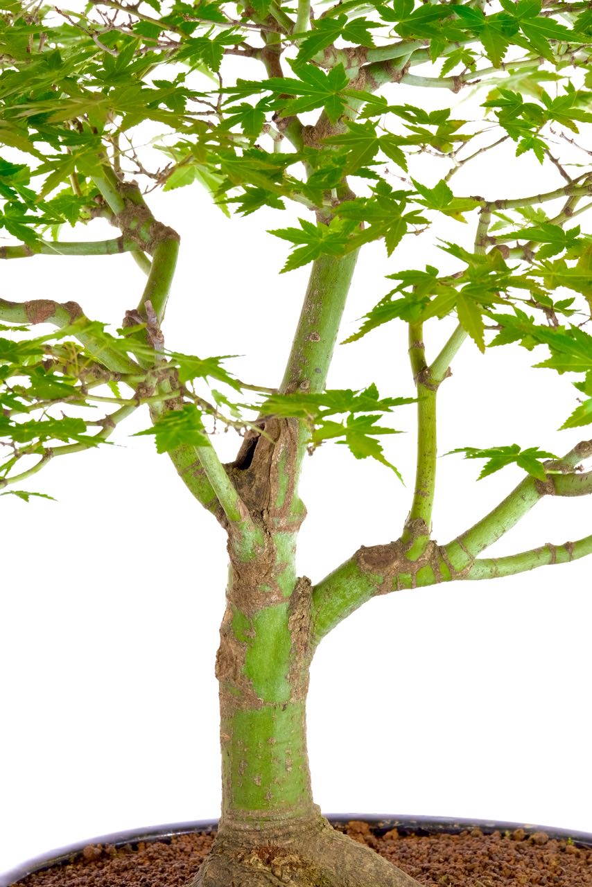 Specimen Formal Upright Japanese Maple Bonsai (Acer palmatum)