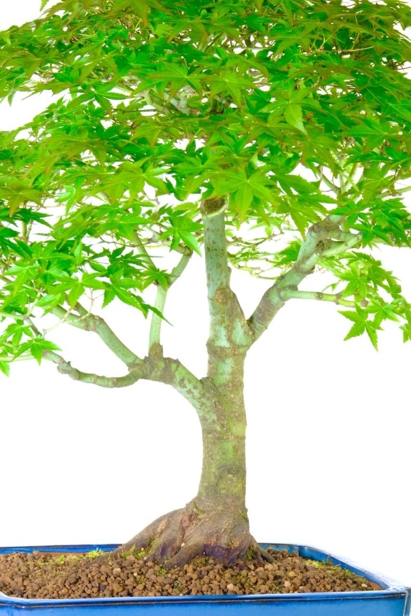 Specimen Formal Upright Japanese Maple Bonsai (Acer palmatum)