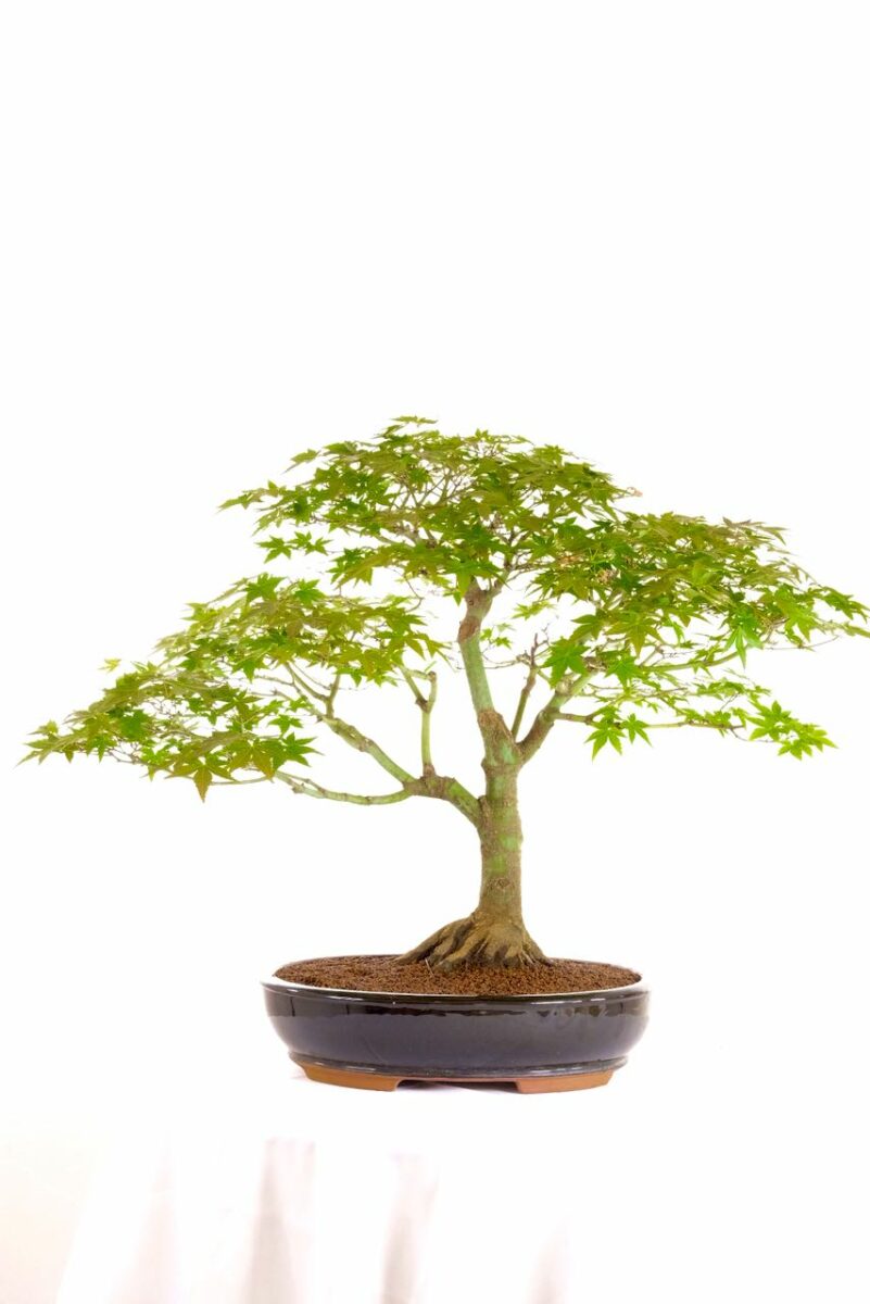 Specimen Formal Upright Japanese Maple Bonsai (Acer palmatum)