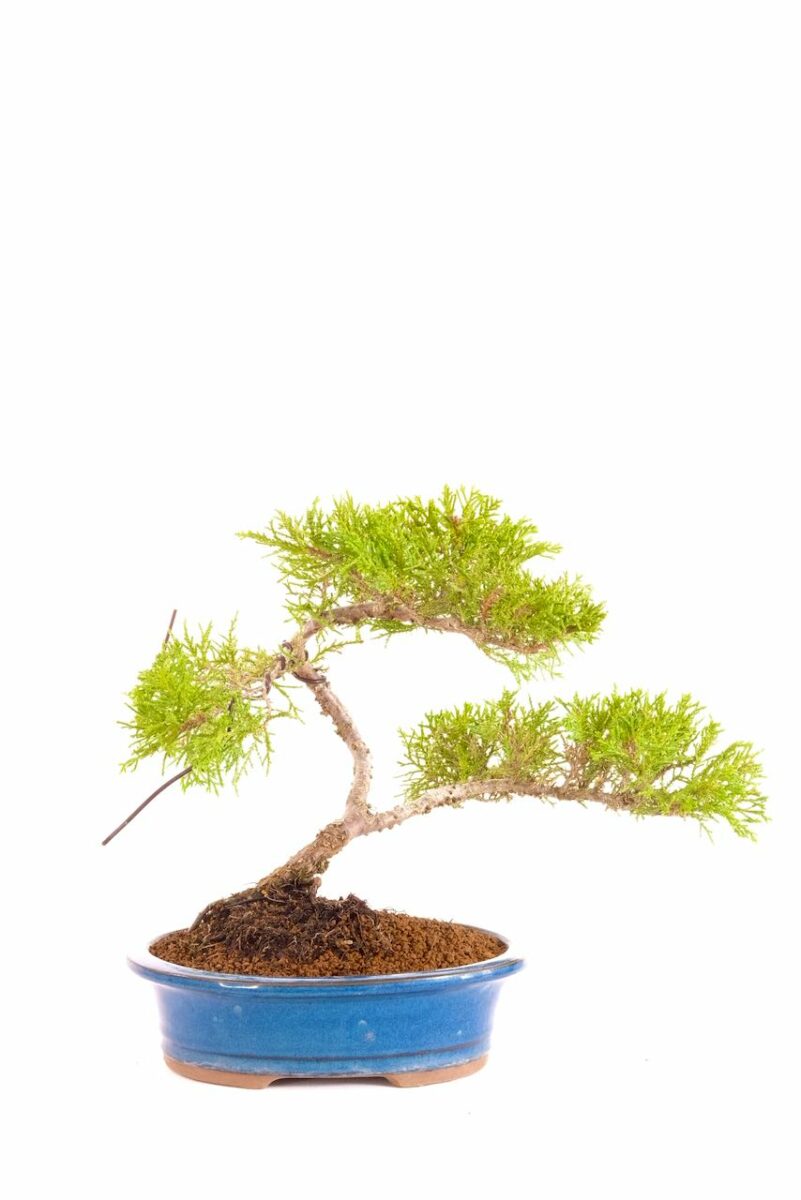 Our Range of Outdoor Bonsai Trees for Sale from Bonsai Direct