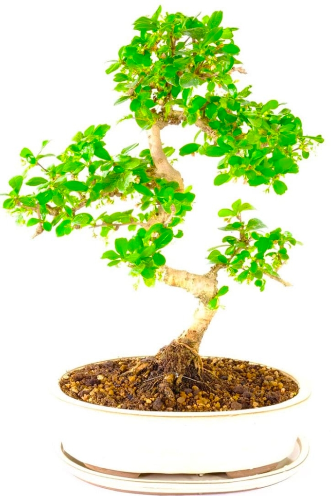 Outstanding Specimen Indoor Tea Tree Bonsai (Fukien Tea Tree)